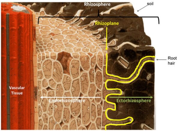 The Rhizosphere - Roots, Soil and Everything In Between - Smart Soil